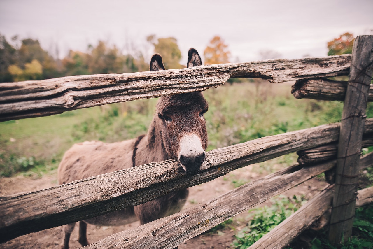 Plan Your Visit | The Log Farm