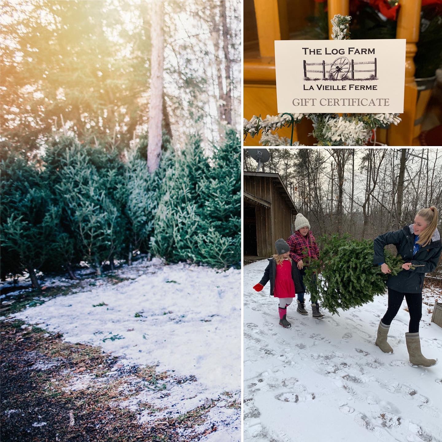 tree-2 | The Log Farm