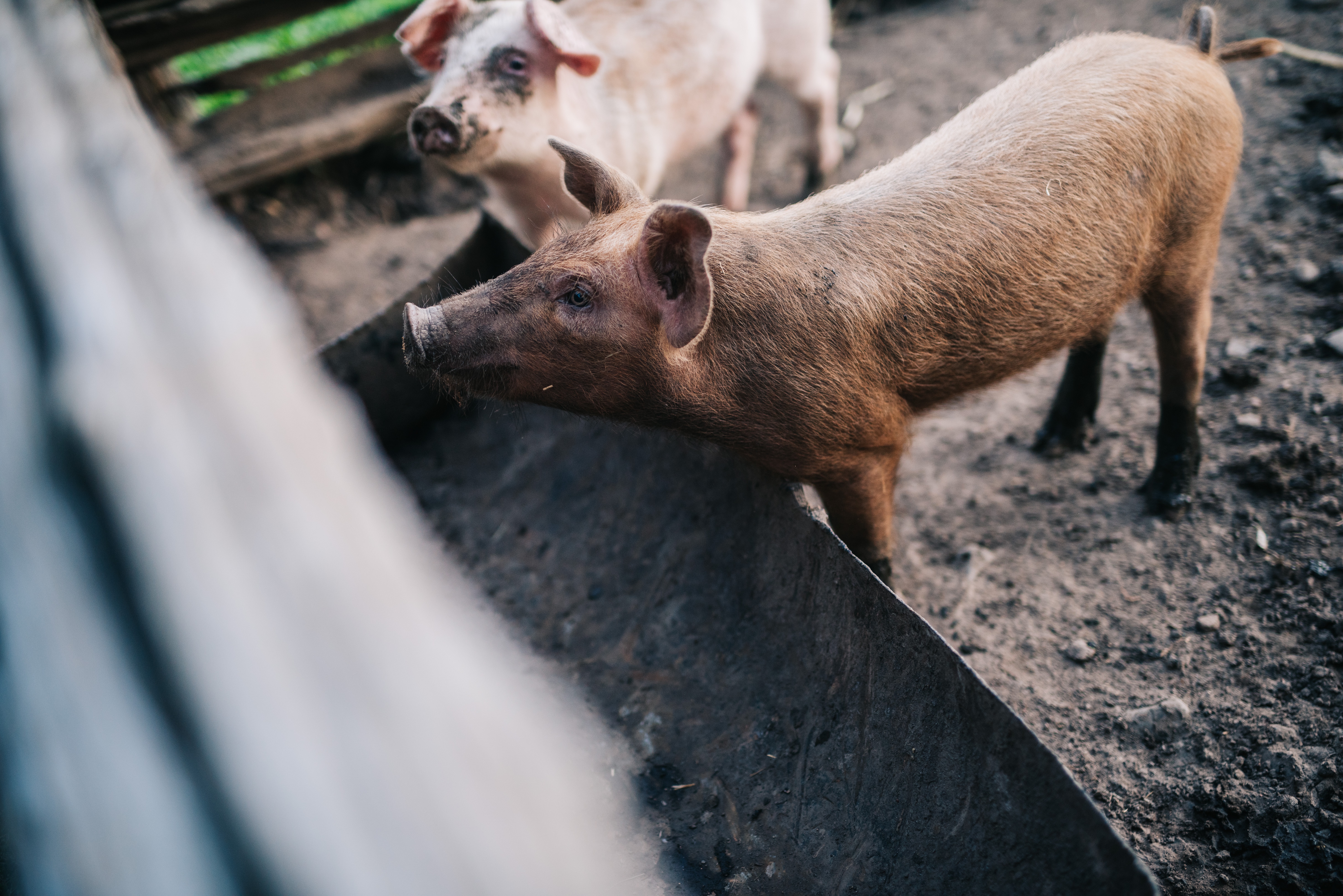 Plan Your Visit | The Log Farm