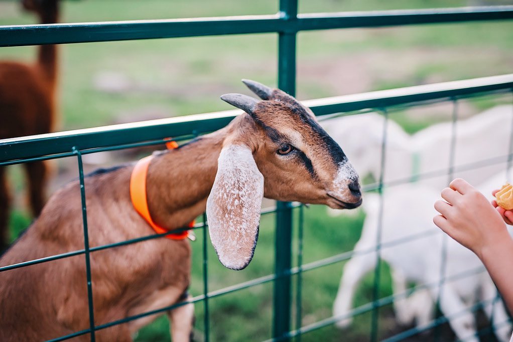 Fall Season | The Log Farm