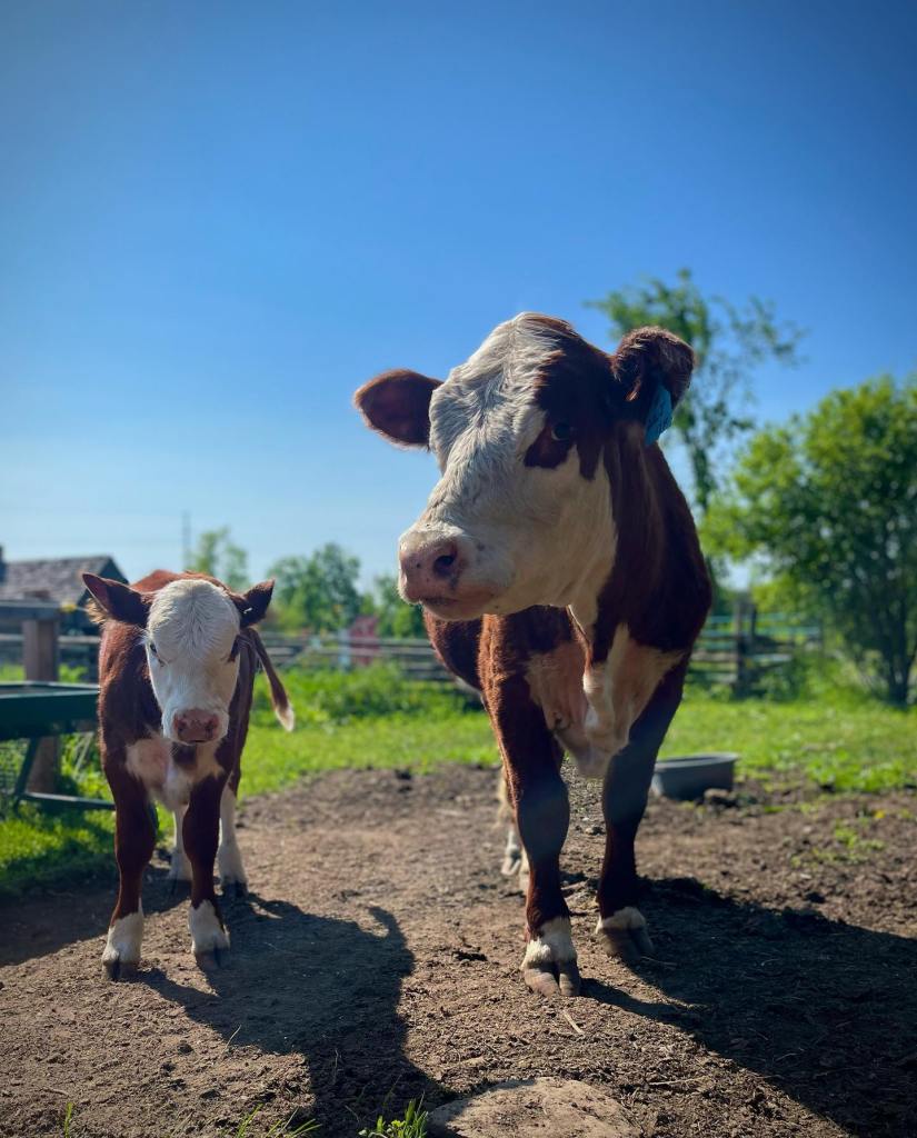 Our Animals | The Log Farm