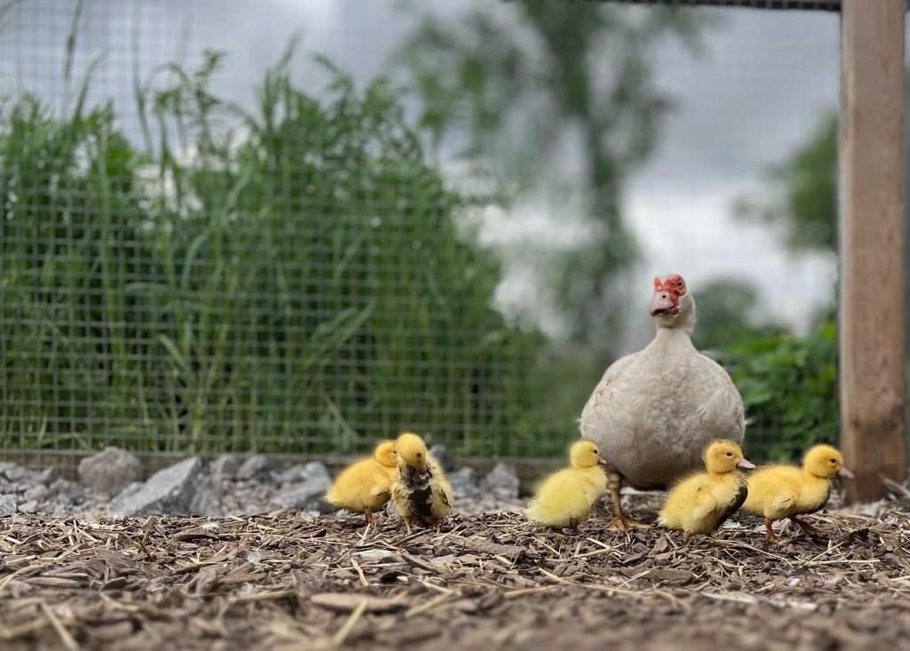 Our Animals | The Log Farm