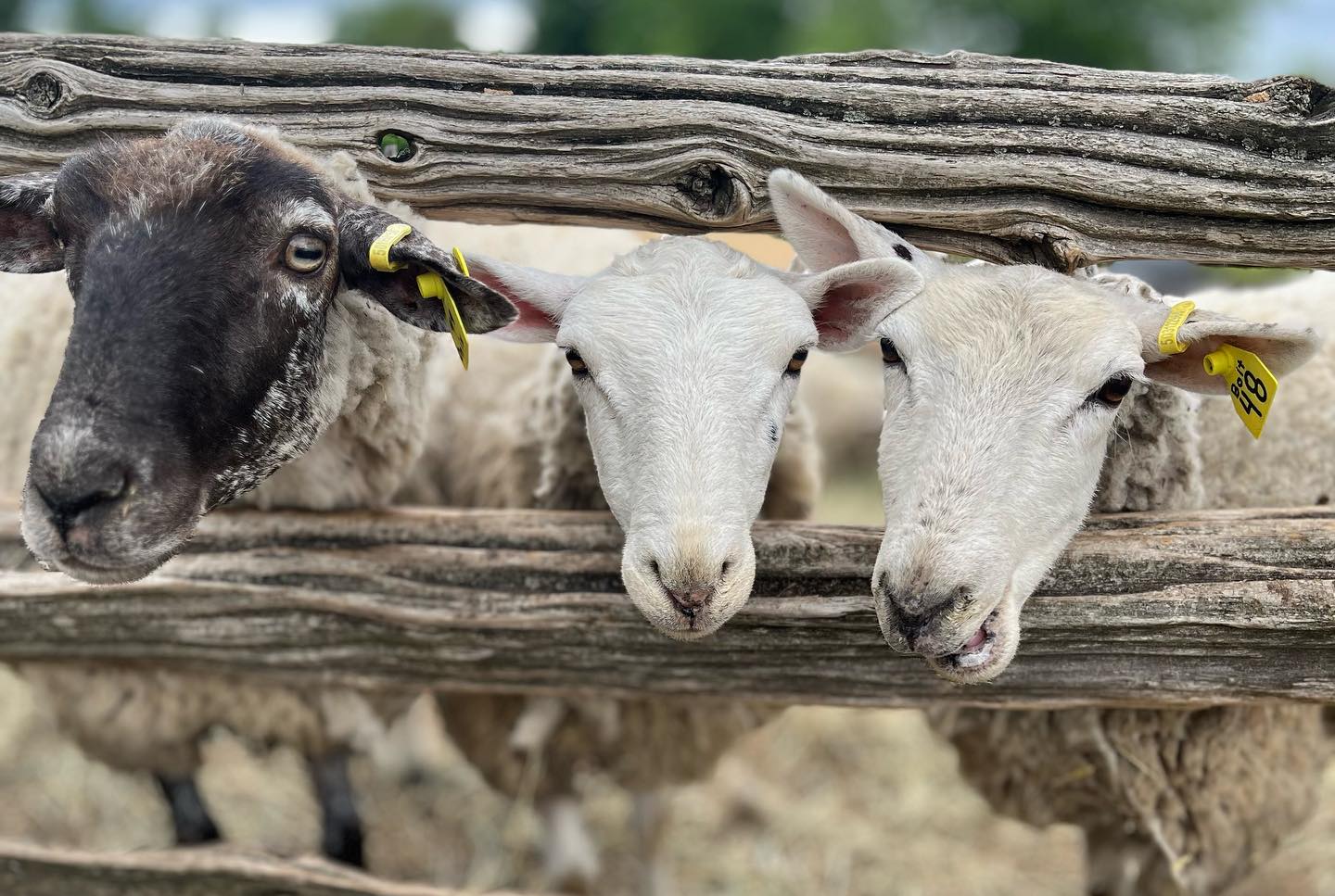 Our Animals | The Log Farm