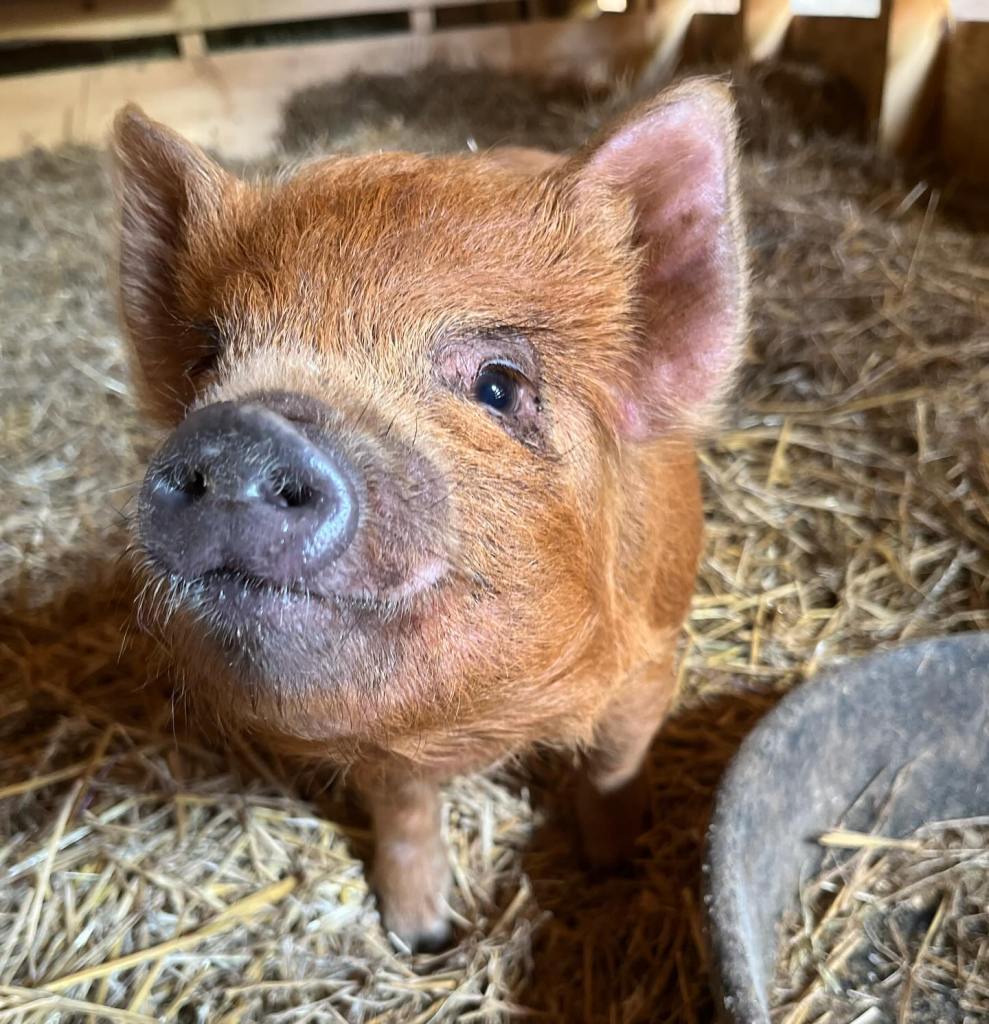 Our Animals | The Log Farm