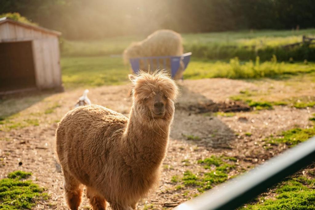 Our Animals | The Log Farm